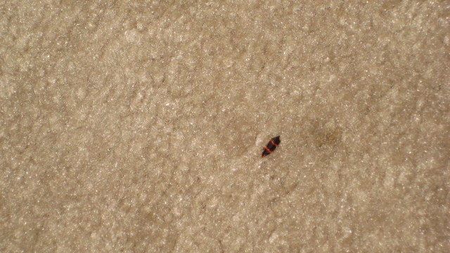 Kill Fleas Auckland, Flea Elimination Service By Steam 'n' Dry
